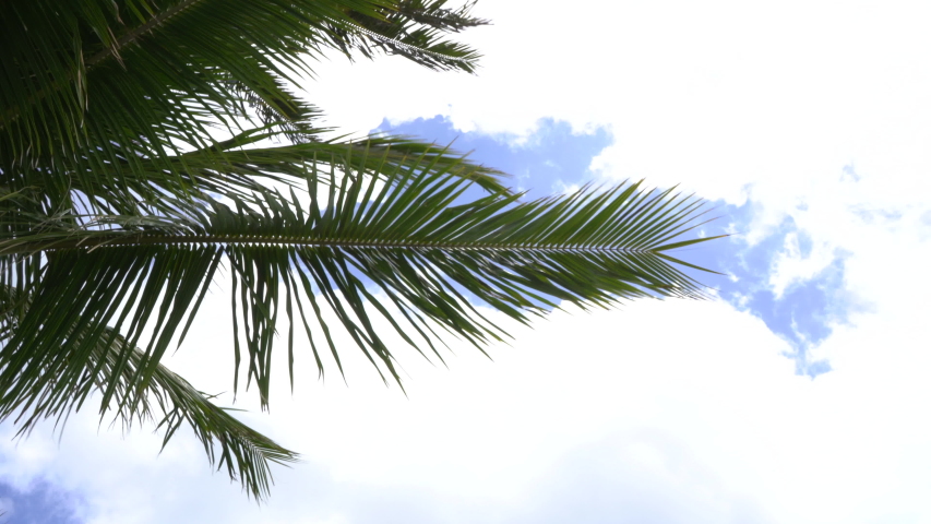 leaves palm tree shaking by strong Stock Footage Video (100% Royalty ...