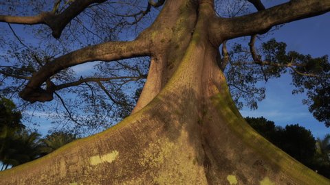 Big Bodhi Tree Green Leaves Close Stock Footage Video (100% Royalty ...