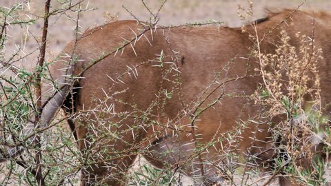 Young Male Lion Bloody Testicles Fight Stock Footage Video (100% ...