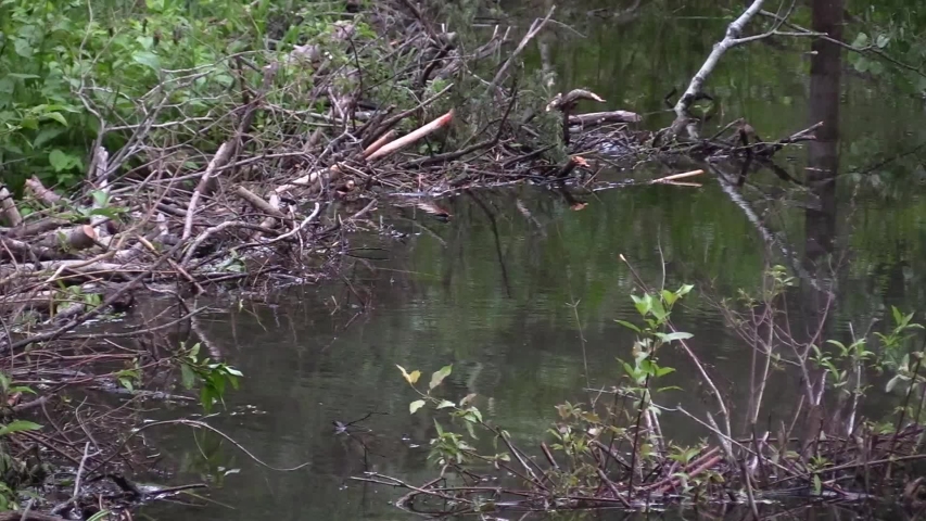beaver adult working fixing dam summer Stock Footage Video (100% ...
