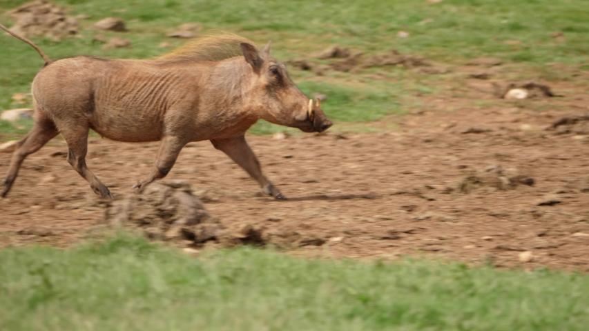 Hog mane Stock Video Footage - 4K and HD Video Clips | Shutterstock