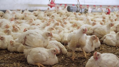 Poultry Farm Chickens Fattening On Modern Stock Footage Video (100% ...