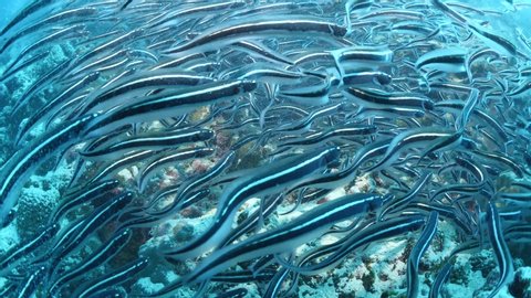 Convict Blenny Fish Digging Sand Make Stock Footage Video (100% Royalty ...