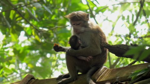 capuchin monkey chewing spitting out coconut Stock Footage Video (100% ...