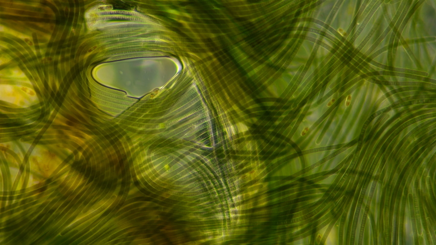 green algae cyanobacteria oscillatoria under microscope Stock Footage ...