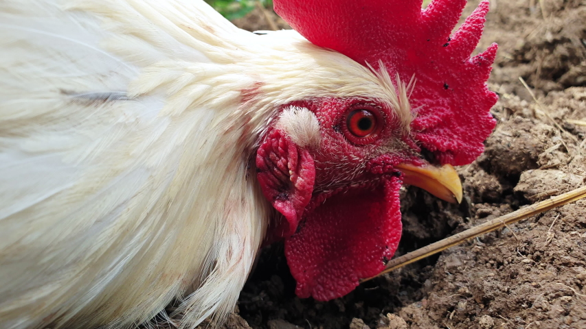 Hen Poster Stock Video Footage - 4K and HD Video Clips | Shutterstock