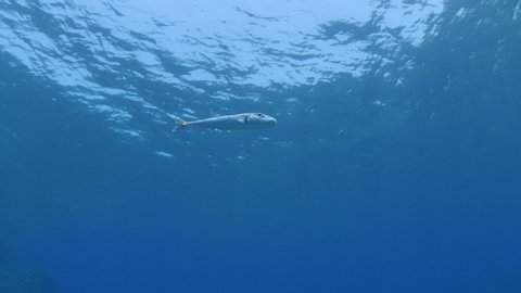 Silvercheeked Toadfish Lagocephalus Sceleratus Fish Mediterranean Stock ...