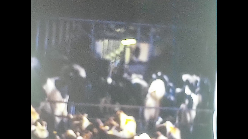 miami 1980 big breeding cows 80's Stock Footage Video (100% Royalty ...