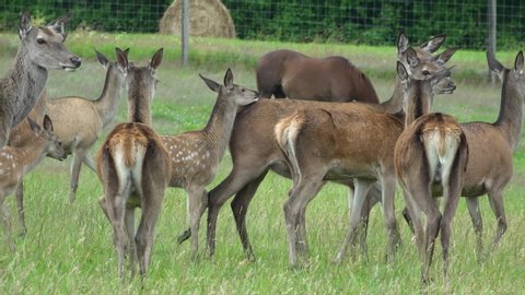 Deer Field Deer Farm Stock Footage Video (100% Royalty-free) 1055612186 ...
