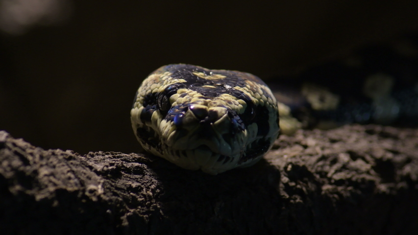 Reticulated Python Stock Videos – Royalty-Free HD & 4K Videos | Pond5