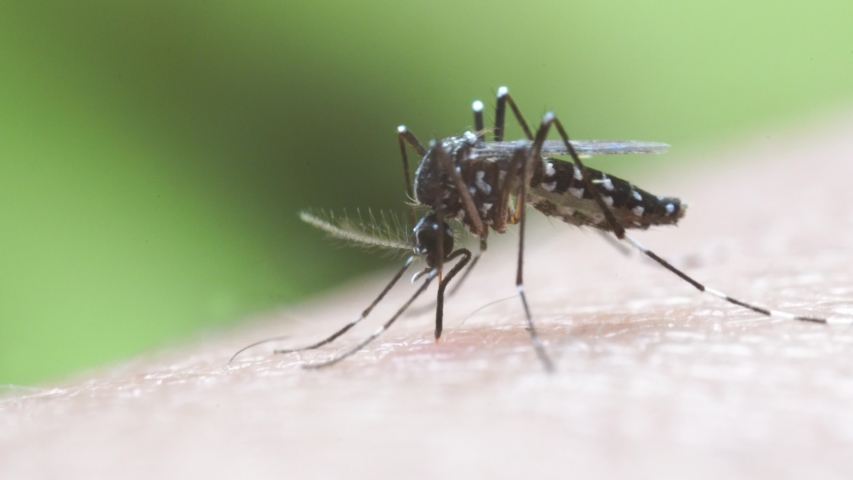 Aedes aegypti Stock Video Footage - 4K and HD Video Clips | Shutterstock
