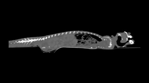 Reptiles anatomy Stock Video Footage - 4K and HD Video Clips | Shutterstock