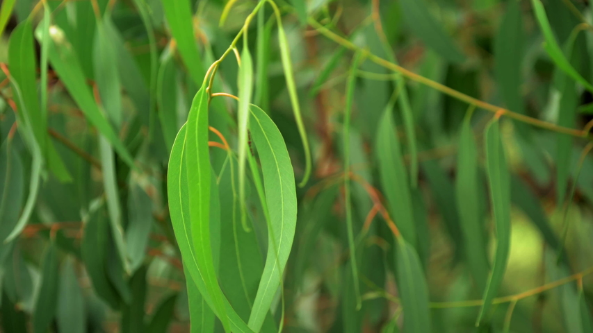 Mallee Trees Stock Video Footage - 4K and HD Video Clips | Shutterstock
