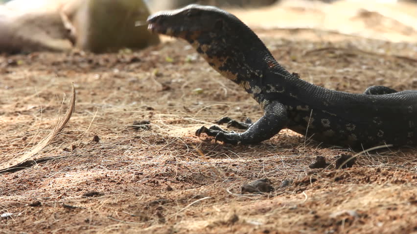 monitor lizard Stock Footage Video (100% Royalty-free) 1055803 ...