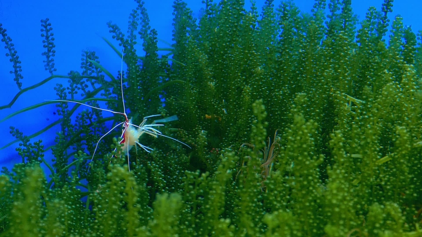 35 Camel hinge beak shrimp Stock Video Footage - 4K and HD Video Clips ...