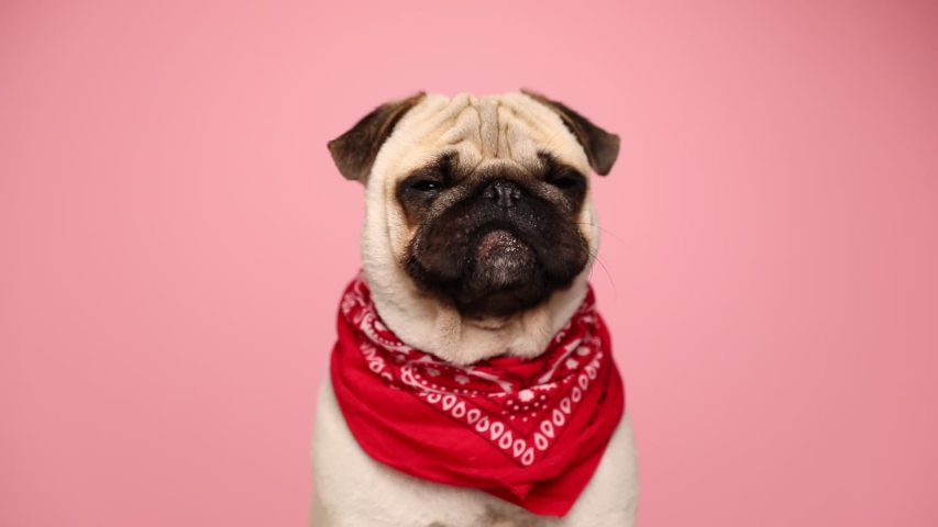 Dog Screaming Stock Video Footage - 4K and HD Video Clips | Shutterstock