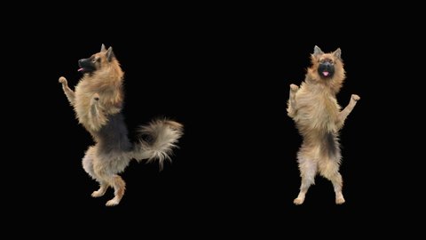 Dogs Dance Realistic Cgi Vfx 3d Stock Footage Video (100% Royalty-free ...