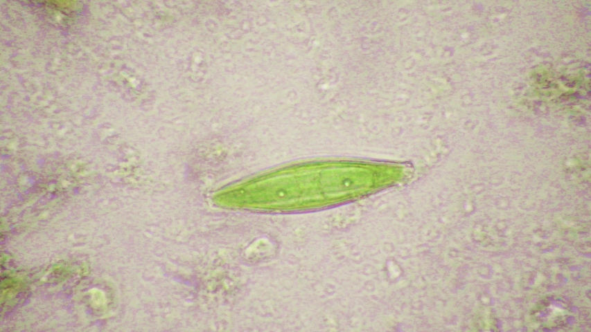 Microscopic Photo Stock Video Footage - 4K and HD Video Clips ...