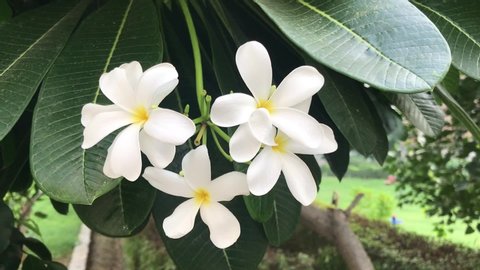 Five Small White Tagara Flower Sadaphuli Stock Photo 1503425201 ...