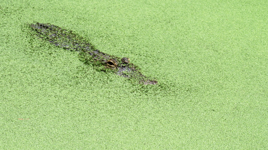 Alligator weed Stock Video Footage - 4K and HD Video Clips | Shutterstock