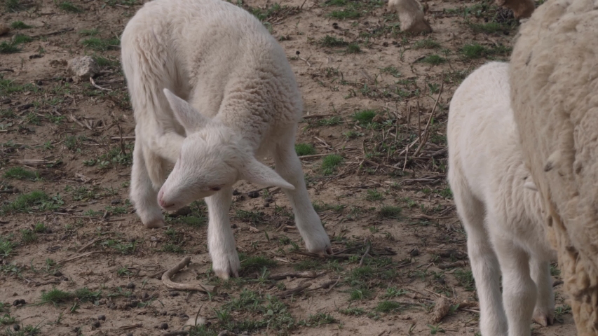 Lambs Ear Stock Video Footage - 4K and HD Video Clips | Shutterstock