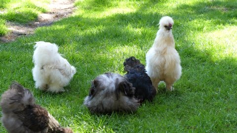 Furry Chinese Hens Fooling Around On Stock Footage Video (100% Royalty ...