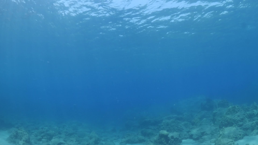 Lagocephalus Sceleratus Puffer Fish Mediterranean Stock Footage Video ...