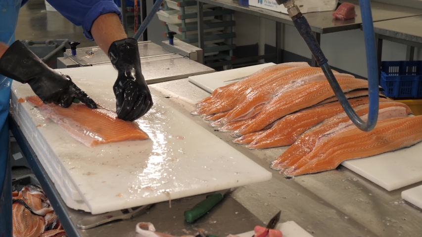 Cleaning Salmon Fish in an : vidéo de stock (100 % libre de droit ...
