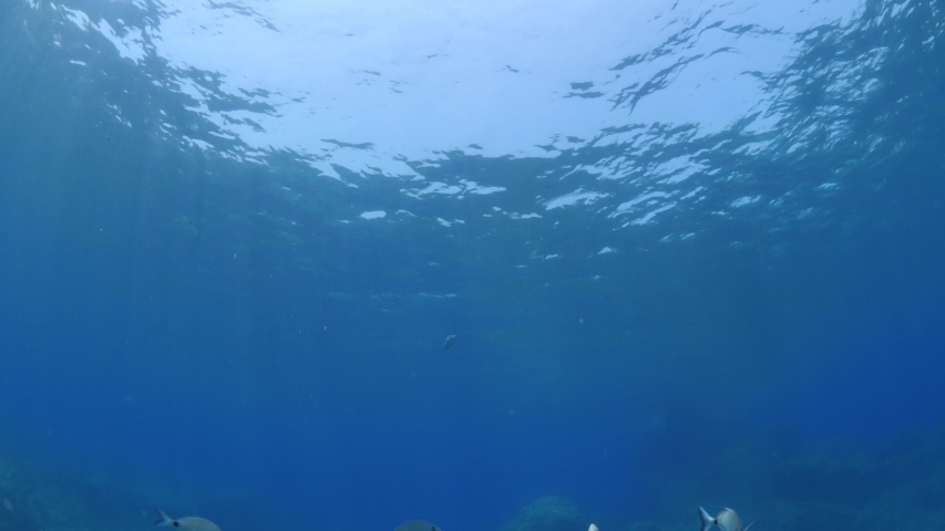 Lagocephalus Sceleratus Puffer Fish Mediterranean Stock Footage Video ...
