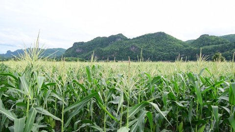Corn Field Wind Blowing Stock Footage Video (100% Royalty-free ...