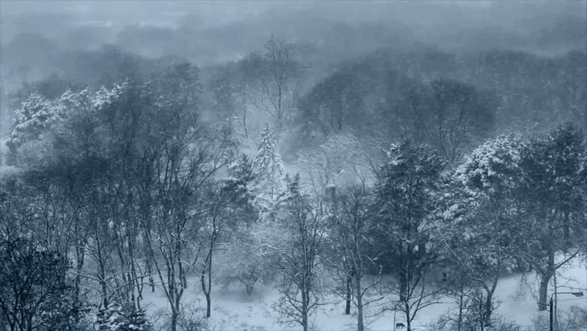 Snow Falling in Forest Stock Footage Video (100% Royalty-free) 1056061 ...
