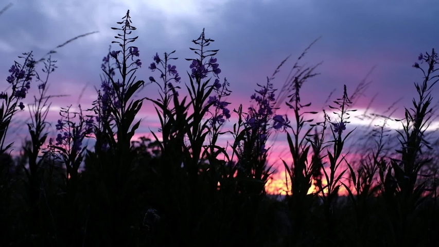 fireweed flowers covering sunset magical colours Stock Footage Video ...