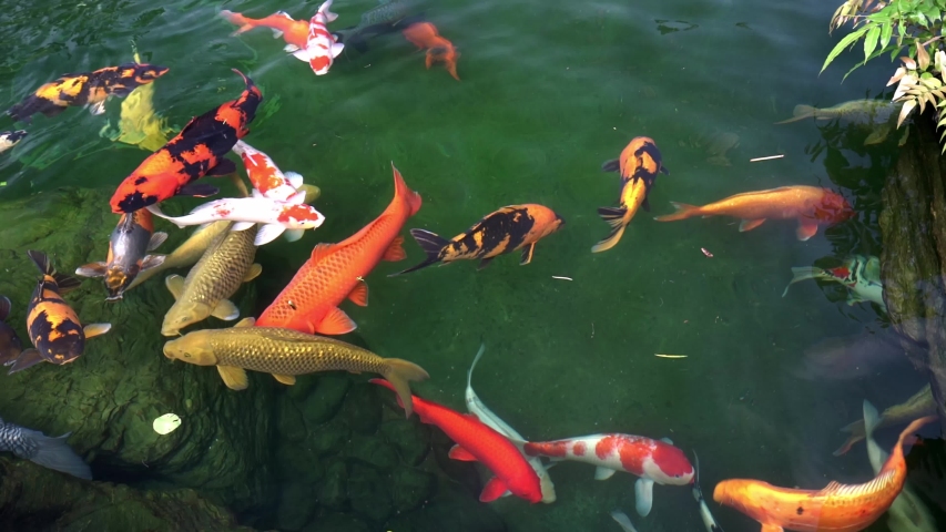 Koi Fish Texture Stock Video Footage - 4K and HD Video Clips | Shutterstock