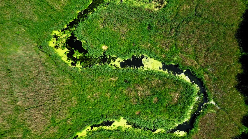 top view blooming algae on spring Stock Footage Video (100% Royalty ...