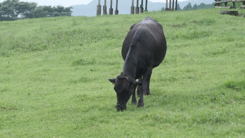 Japanese Barn Stock Video Footage - 4K and HD Video Clips | Shutterstock