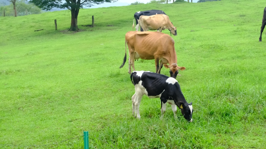 holstein calf eating grass progresses Stock Footage Video (100% Royalty ...