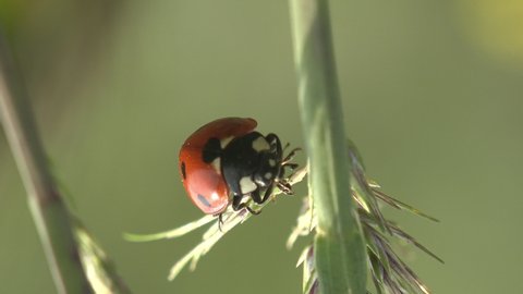 Coccinellidae Ladybugs Ladybirds True Bugs Prey Stock Footage Video ...
