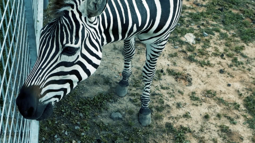 close-up zebra chewing foodstanding meadowgrazinganimal stripescattle ...