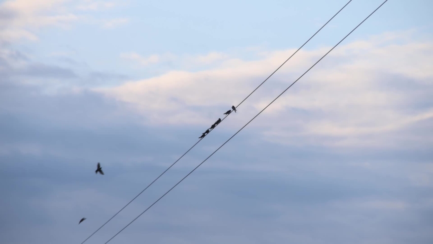 Birds flying off the wire image - Free stock photo - Public Domain ...