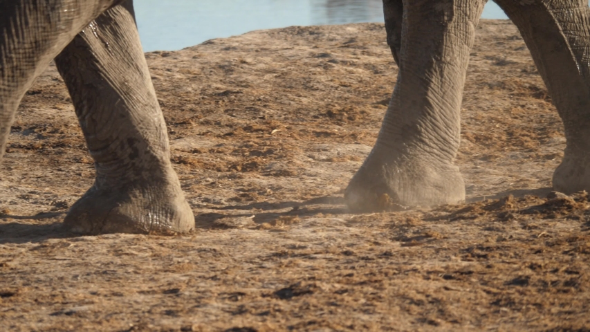 Hakuun Tracking Elephant Feet as They liittyvää arkistovideomateriaalia ...