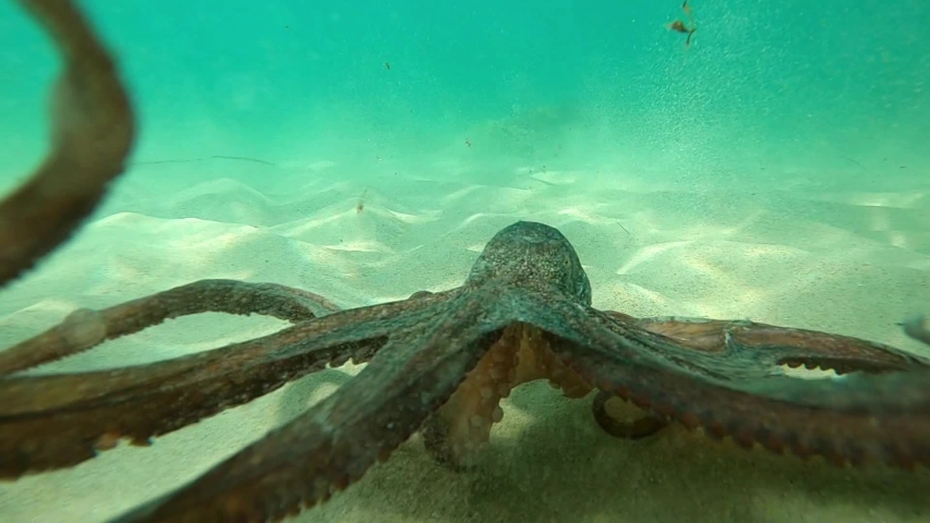 Rock Octopus Stock Video Footage - 4K and HD Video Clips | Shutterstock