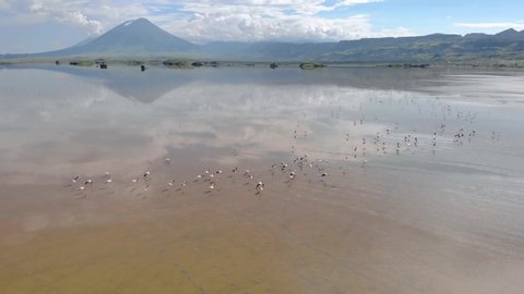 Pink Lesser Flamingos Lake Natron Volcano Stock Footage Video (100% ...