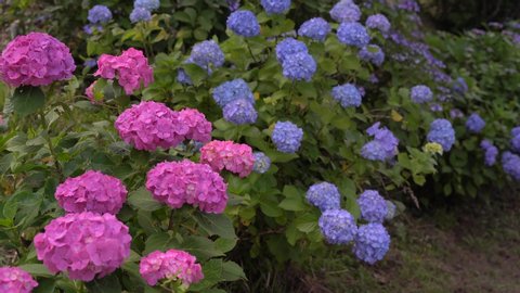 Beautiful Pink Blue Hydrangeas Moving Wind Stock Footage Video (100% ...