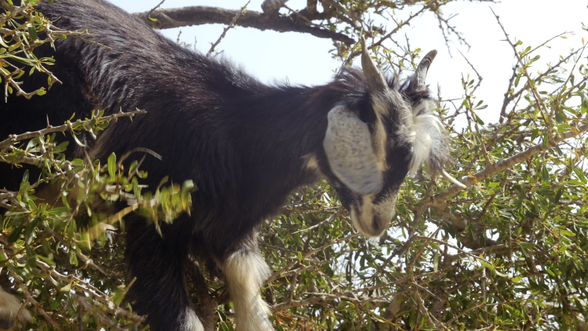 Ecosystem Producers Stock Video Footage - 4K and HD Video Clips ...