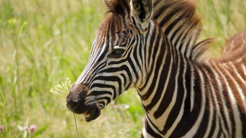 Zebra teeth Stock Video Footage - 4K and HD Video Clips | Shutterstock