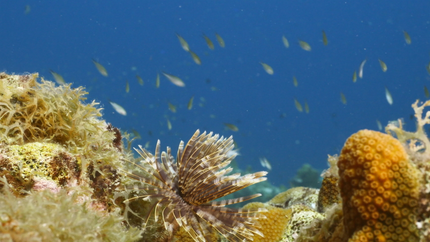 seascape turquoise water coral reef caribbean Stock Footage Video (100% ...