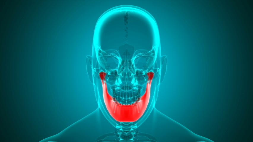 Mandible Stock Video Footage - 4K and HD Video Clips | Shutterstock