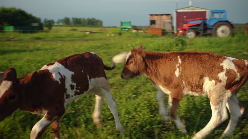 Calves Running in a Farm. Stock Footage Video (100% Royalty-free ...