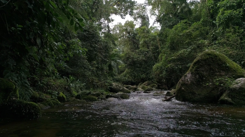 Slow Movement Camera Inside River Rainforest Stock Footage Video (100% ...