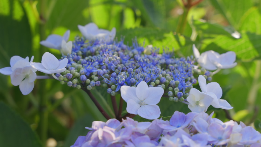 hydrangea flowers swaying wind Stock Footage Video (100% Royalty-free ...